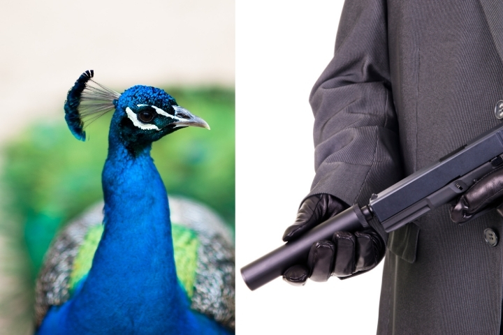 A Man Hired a Hitman on Craigslist . . . to Kill a Peacock – 105.7 WRGC